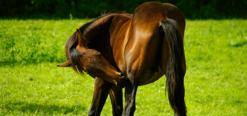 Milben beim Pferd - Symptome & Behandlung Milben beim Pferd - Symptome & Behandlung
